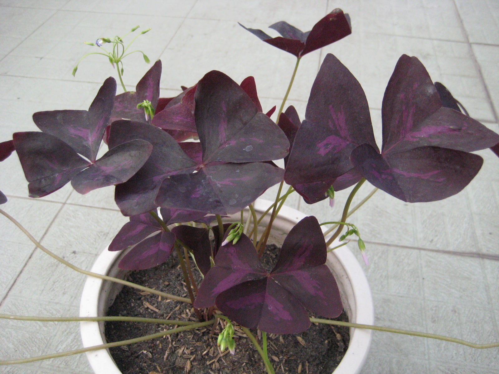 Cây Bướm Đêm | Cây Cảnh Sân Vườn