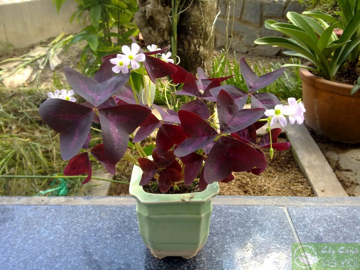 Cây Bướm Đêm | Cây Cảnh Sân Vườn